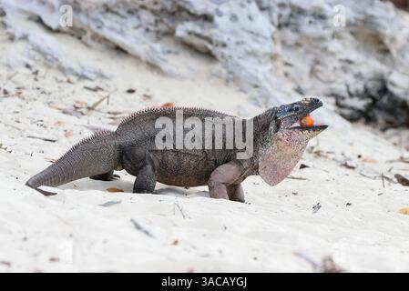Echsen, Leguane auf Leaf Cay, Yacht, Exuma Bahamas, Travel, 2025 ...