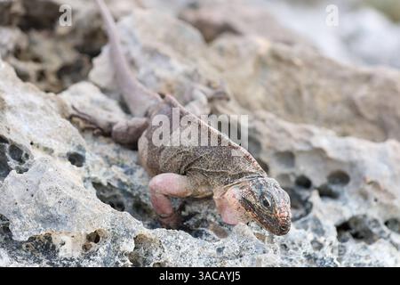Echsen, Leguane auf Leaf Cay, Yacht, Exuma Bahamas, Travel, 2025 ...