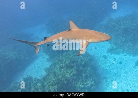 Haie, Exuma Bahamas, Travel, 2025 Bahamas Bahamas Bahamas *** Sharks ...