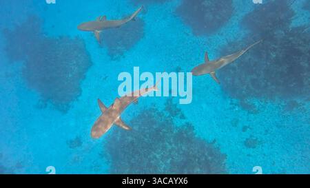 Haie, Exuma Bahamas, Travel, 2025 Bahamas Bahamas Bahamas *** Sharks ...