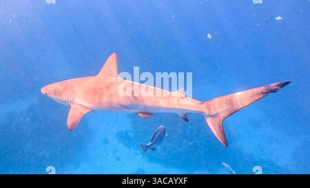 Haie, Exuma Bahamas, Travel, 2025 Bahamas Bahamas Bahamas *** Sharks ...