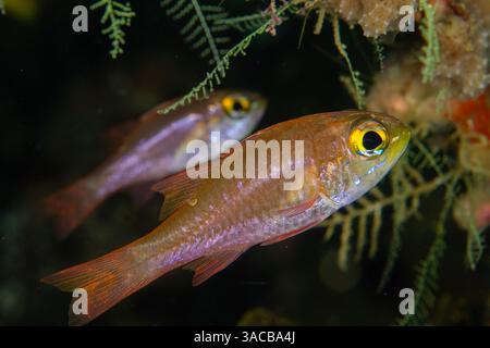 Yelloweye Cardinalfish, Ostorhinchus monospilus, White Arrow dive site ...