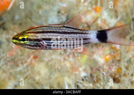 Wolf Cardinalfish, Cheilodipterus artus, dark caudal peduncle form ...