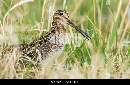 Common snipe peeks through wetland vegetation in Colorado Stock Photo ...