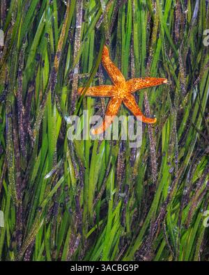 USA, Washington State, Seabeck. Starfish and beach glass close-up Stock ...