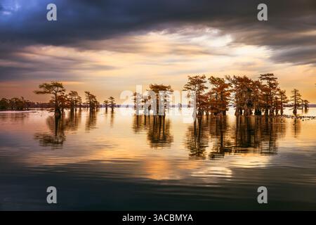 Stand of bald cypress trees, silhouetted at sunrise, Caddo Lake, Texas ...