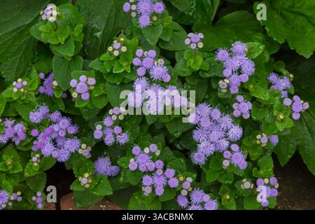 Ageratum houstonianum 'Aloha Blue' - Floss Flower in red brick edged ...