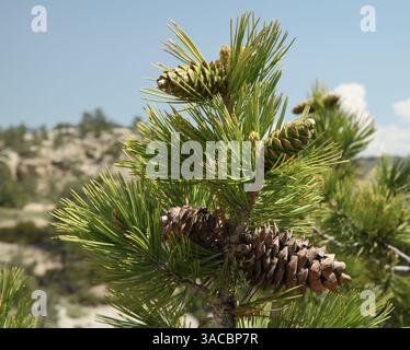 Old and new Limber Pine (Pinus flexilis) cones in Weatherman Draw ...