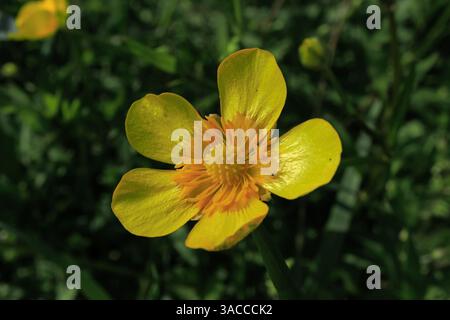Ranunculus repens Creeping Buttercup Meg many feet flower close up ...