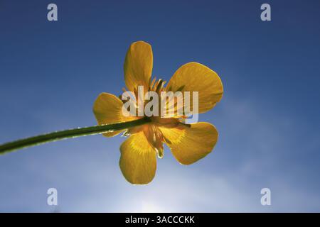 Ranunculus repens Creeping Buttercup Meg many feet flower close up ...