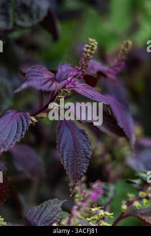 The red leaves of Perilla frutescens var. crispa, also known as ...