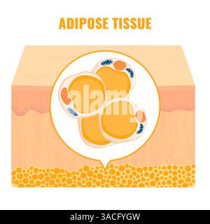 Adipose tissue browning showing white, brown, beige fat cells involved ...
