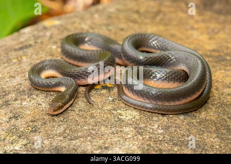 Common Brown Water Snake (Lycodonomorphus rufulus Stock Photo - Alamy