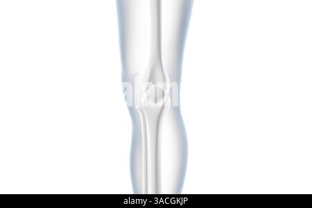 Human kneecap model, Biological and medical concepts, 3d rendering. 3d ...