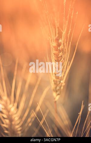 Close-up view of wheat stalks growing in an agricultural field with ...