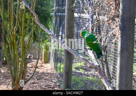Bird park in Moonlit sanctuary, Melbourne, Australia (Australasian ...