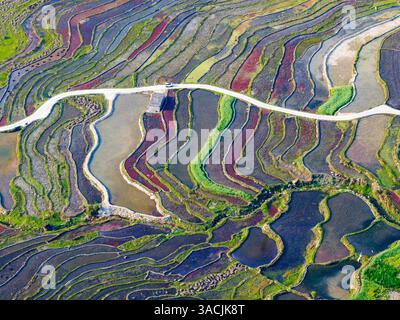 CONGJIANG, CHINA - APRIL 3, 2025 - Aerial photo shows rice terraces in ...
