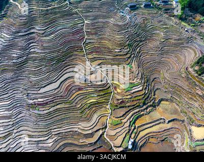 CONGJIANG, CHINA - APRIL 3, 2025 - Aerial photo shows rice terraces in ...