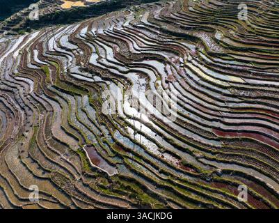 CONGJIANG, CHINA - APRIL 3, 2025 - Aerial photo shows rice terraces in ...