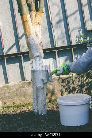 a farmer treats a tree trunk with a protective white paint against ...
