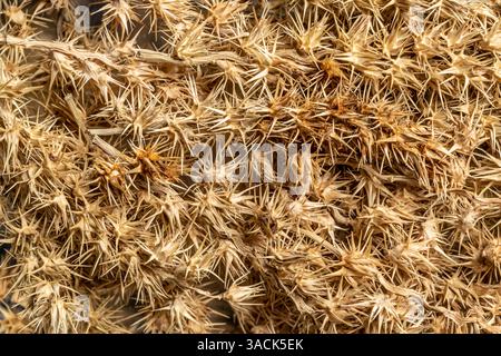 Sand Spur Spiked seeds background texture Stock Photo - Alamy
