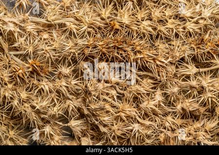 Sand Spur Spiked seeds background texture Stock Photo - Alamy