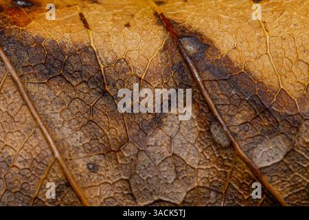 Leaf detailed in stages of decay Stock Photo - Alamy