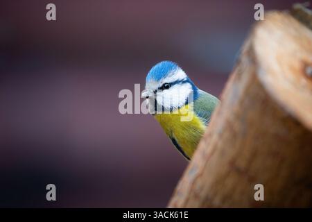 Eurasian Blue Tit (Cyanistes caeruleus Stock Photo - Alamy