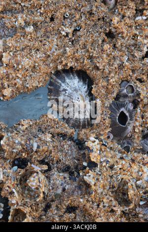 Honeycomb worm reef Stock Photo - Alamy