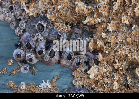 Macro image of honeycomb reef worms at Tregardock Beach Cornwall Stock ...