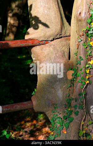 tree, tree growth, tree trunk, branch, shield, callus, callus bulge ...