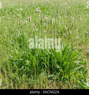 Flowering Ribwort Plantain Plantago lanceolata Stock Photo - Alamy