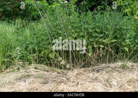 Stinging nettle plants in summer in front of a mown meadow with hay ...