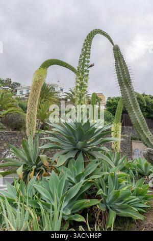 Agave tree plant on a green hill Stock Photo - Alamy
