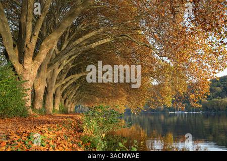 Famous plane trees in autumnal colors on the lakefront of Baldeney lake ...