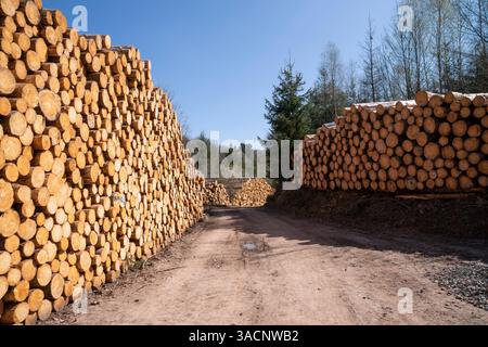 Panoramic image of footpath alongside log piles, forestry in Germany ...