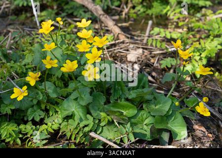 Forest during springtime, close up image of windflowers (Anemone ...