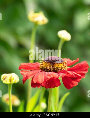 Flower (Helenium), flowers of summertime Stock Photo - Alamy