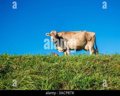 Portrait of a brown hornless cow. A cow in a green meadow. Free grazing ...