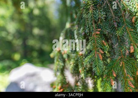 background of green pine needles Stock Photo - Alamy