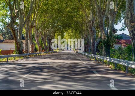Tree-lined road, guard rail on the right , Roads, Trees, Fences ...