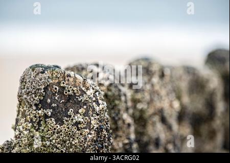 Shell-covered old groynes on the beach Stock Photo - Alamy