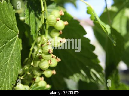 unripe currant berries on a branch on a bush, redcurrant Stock Photo ...