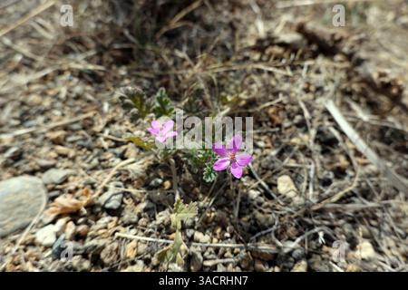 Presumably grape-heron beak (Erodium botrys), Gran Canaria, Spain, San ...