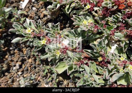 Flora of Gran Canaria - flowering Aizoon canariense, Canary iceplant ...