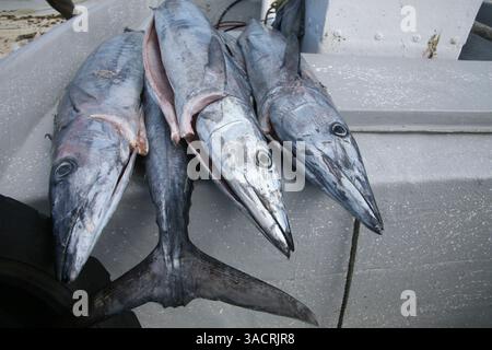 fishermen on San Adres island, Colombia Stock Photo - Alamy
