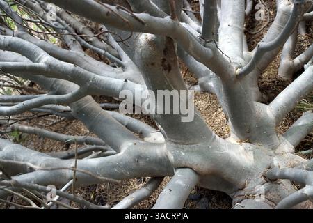 Balsam spurge Euphorbia balsamifera, Gran Canaria, Spain, San Agustin ...