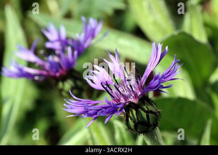 Mountain knapweed (Cyanus montanus), flower, Germany Stock Photo - Alamy
