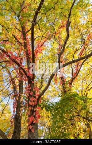 Fall Foliage. Ivy Wrapped Tree. Abandoned Vine Covered Silo, Victor ...