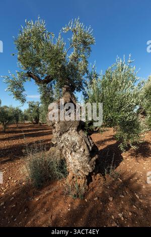 Old Oliva - Olive trees in garden of Gethsemane on the grounds of the ...